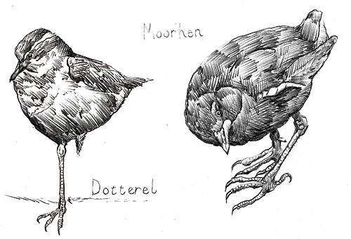 Bird songs… Sketches that helped rock star’s, Edwyn Collins, recovery ...