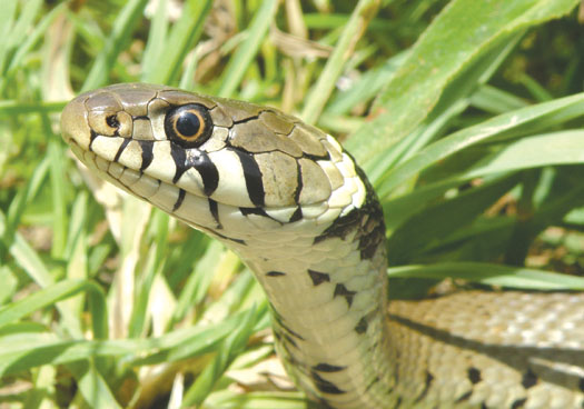 Snakes (but no adders) alive on Hampstead Heath | Camden New Journal