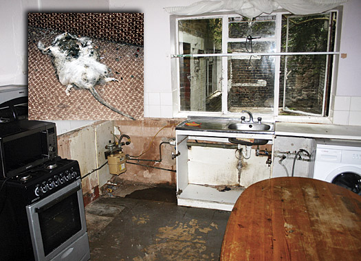 Grandmother who has been sent back to ‘giant’ rats home in Camden ...