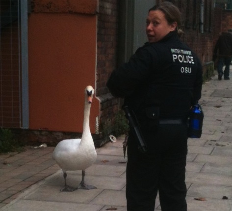 Swan on the loose in Camden Town | Camden New Journal