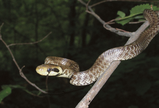 Government advisers demand eradication of ‘foreign' snakes found living ...