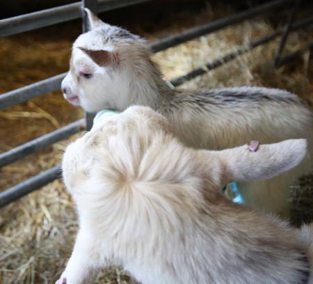 Five baby goats born at Kentish Town City Farm | Camden New Journal