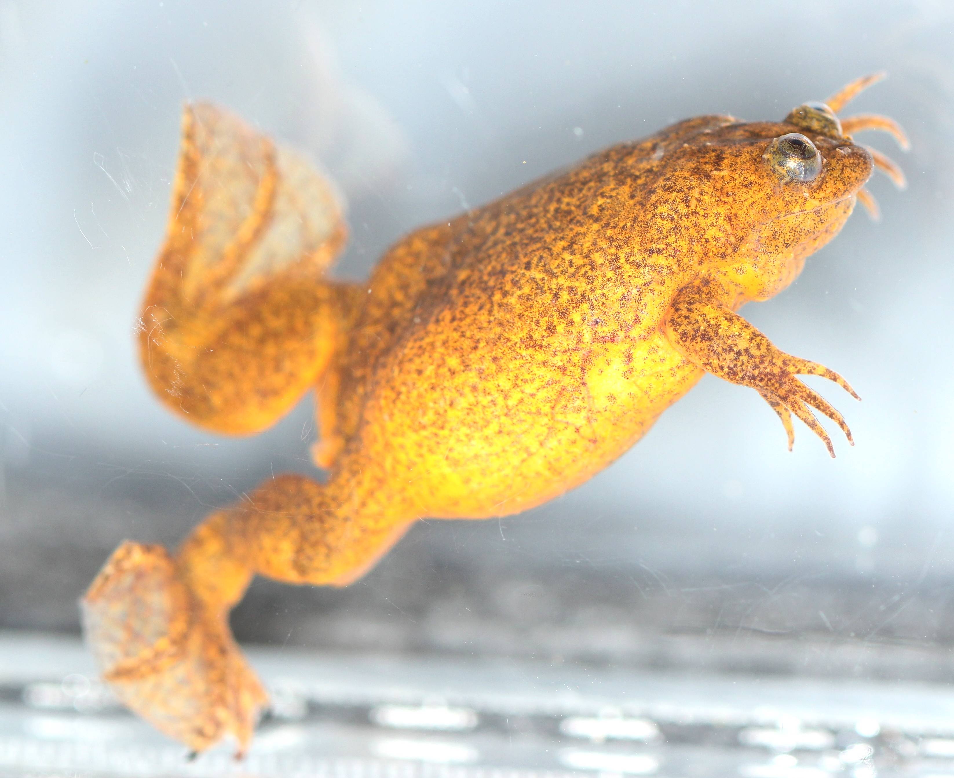 London Zoo first in UK to breed critically endangered frog species ...