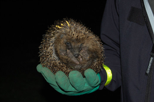 Meet the last hedgehogs in London | Camden New Journal