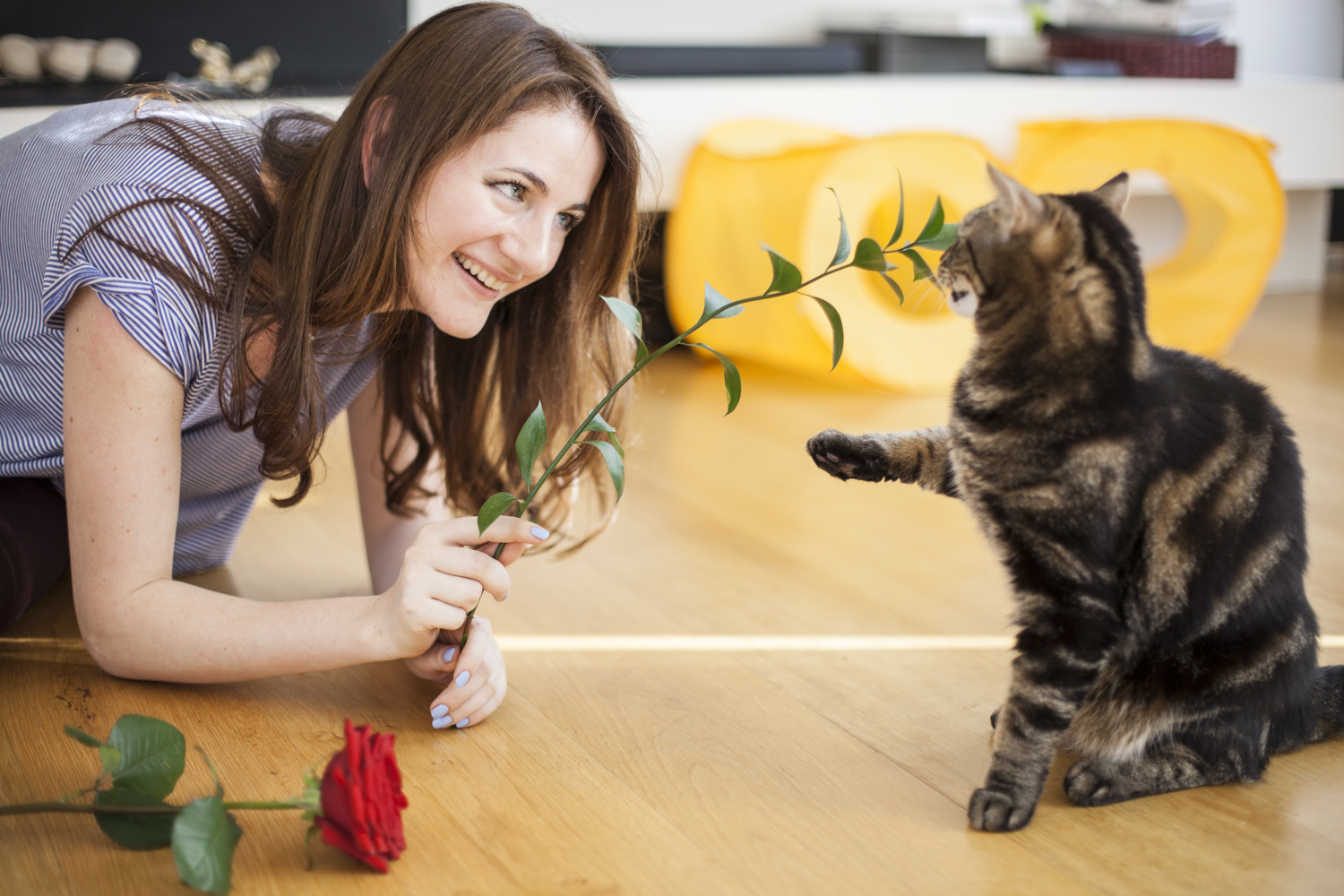 Plans for ‘cat cafe' in West Hampstead delayed as pussies get gazumped | Camden New Journal