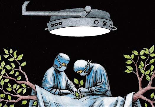 Even if a tree is sick it might not be terminal | Camden New Journal