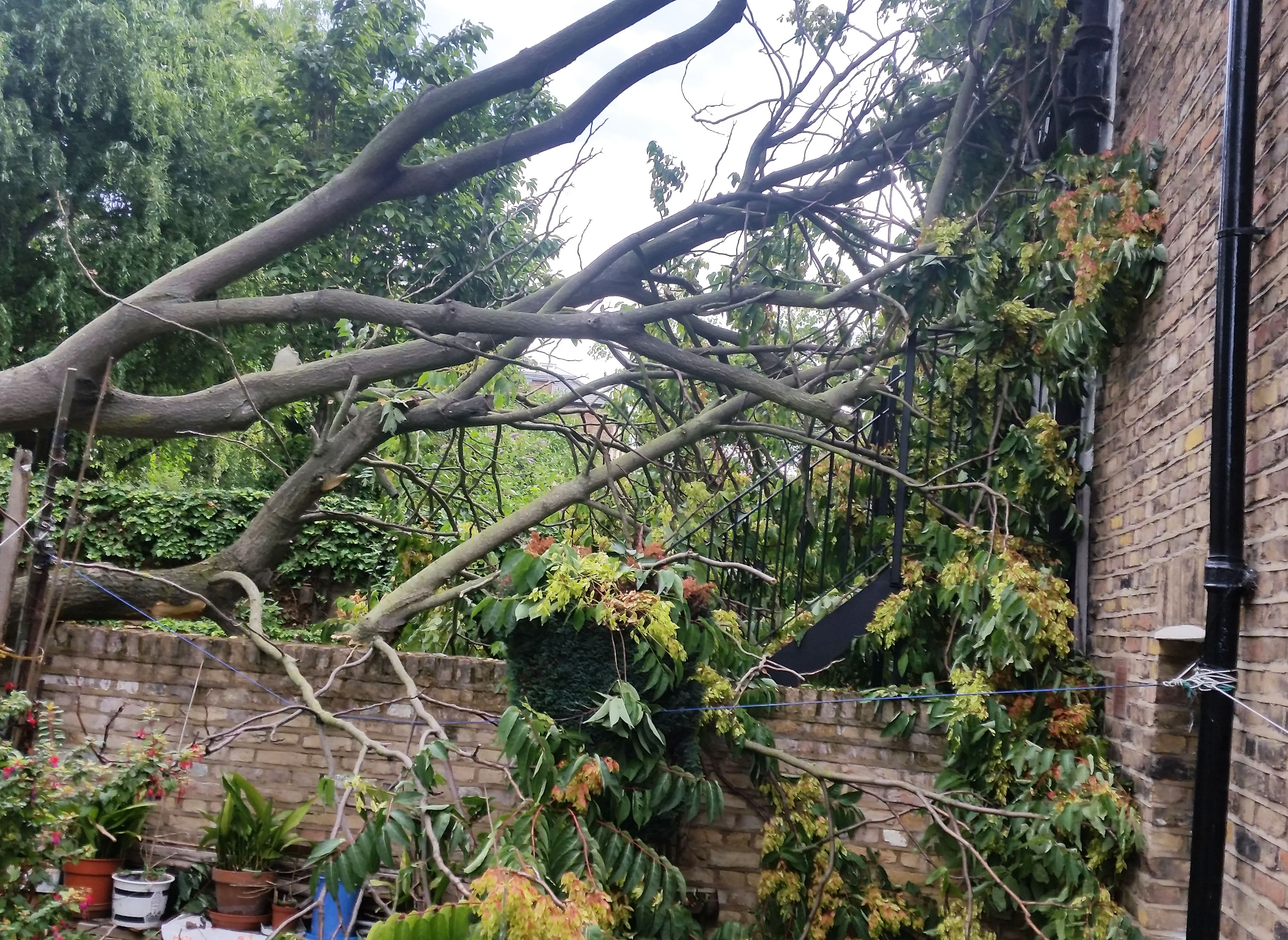 Fallen 50ft ‘tree of heaven’ causes hell | Camden New Journal