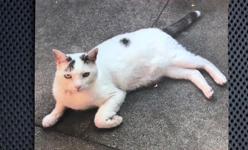 We found Jeffrey the cat and we didn’t like this report | Camden New ...