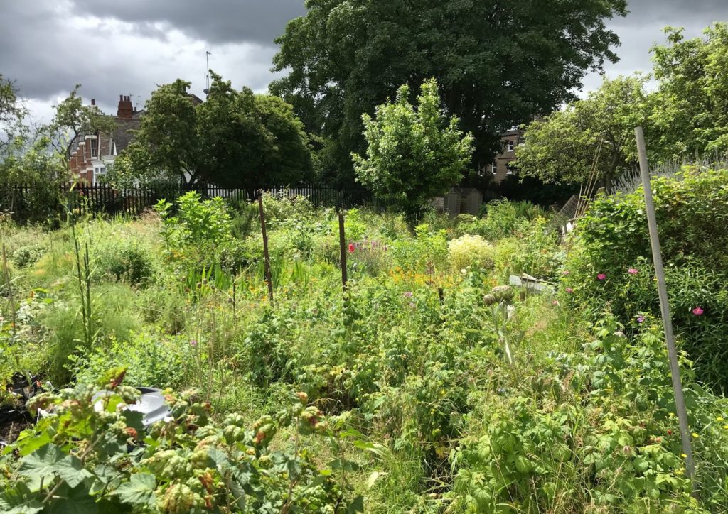 Allotments to be dug up after ‘toxic soil’ discovery | Camden New Journal