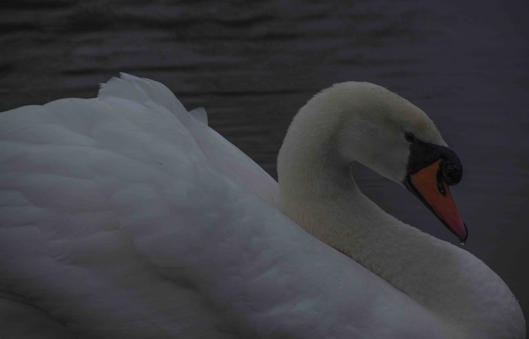 RIP Reggie and Wallace: Bird flu fears as two swans die on Hampstead ...