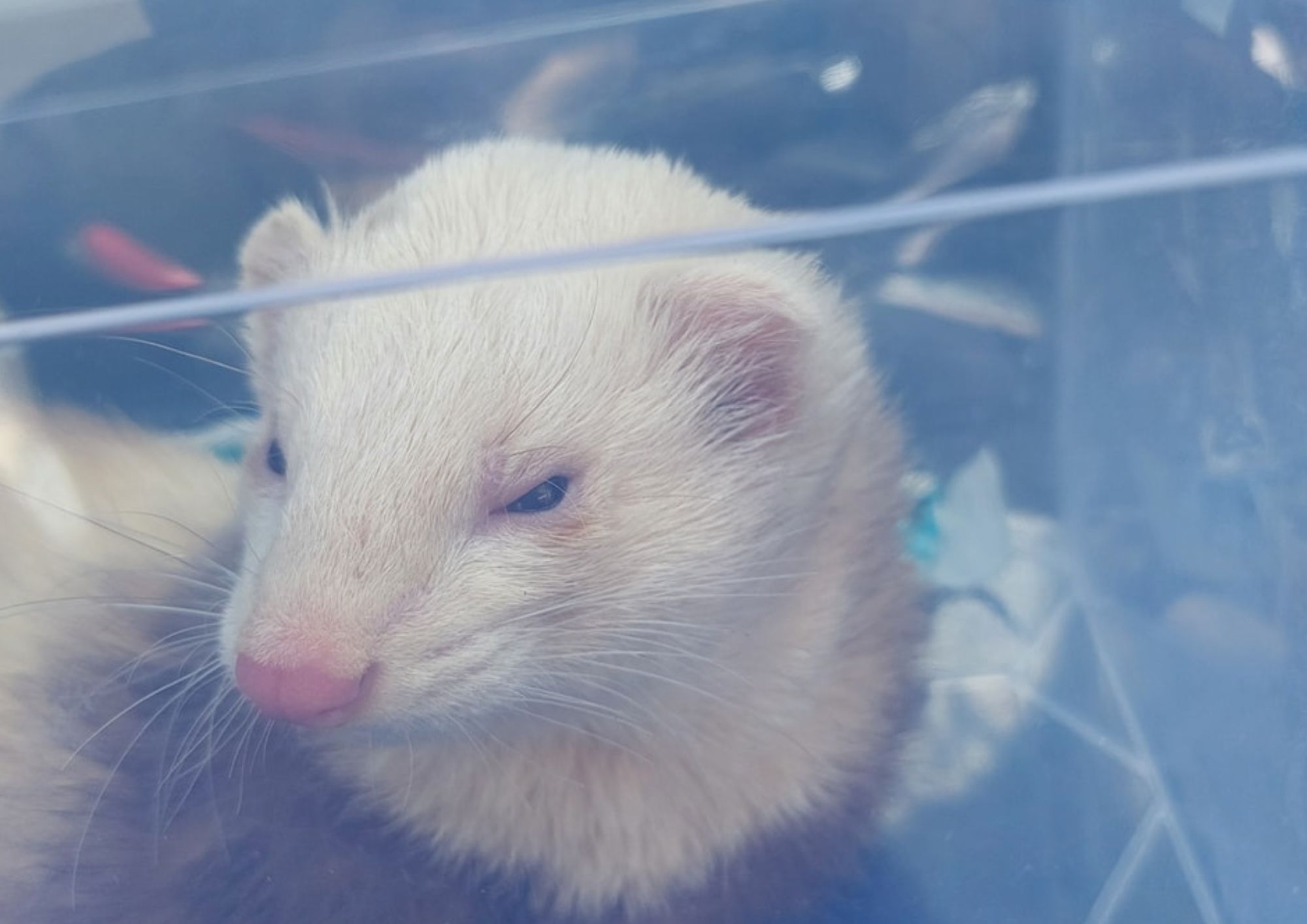 Ferret found walking down Gospel Oak street | Camden New Journal