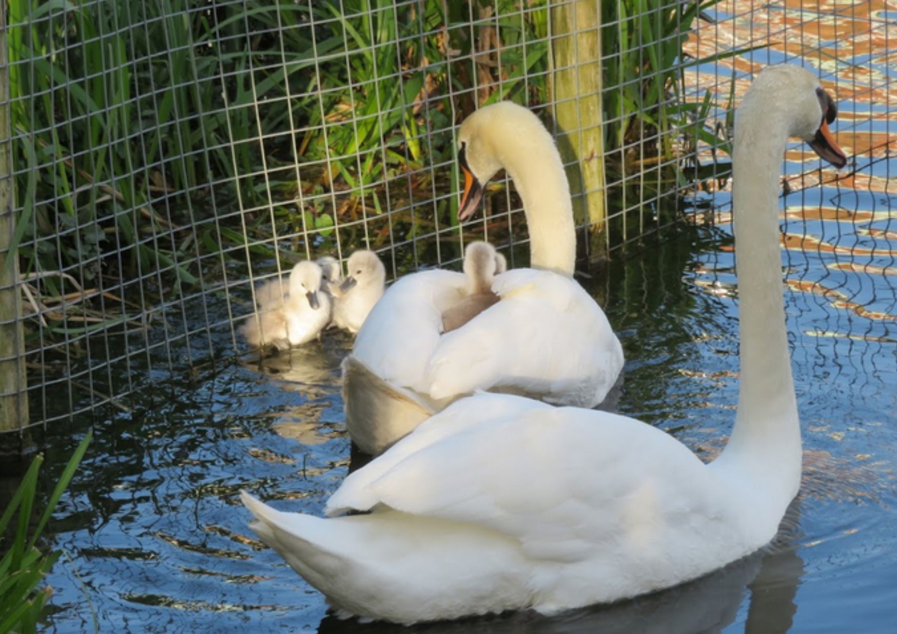Swan rescue on Hampstead Heath | Camden New Journal