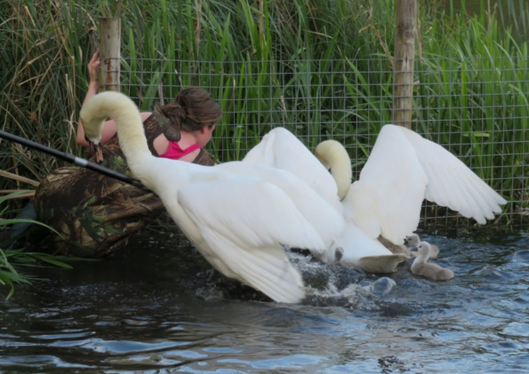 Swan rescue on Hampstead Heath | Camden New Journal