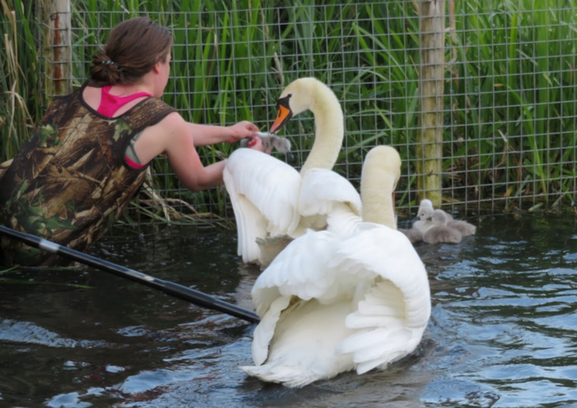 Swan rescue on Hampstead Heath | Camden New Journal