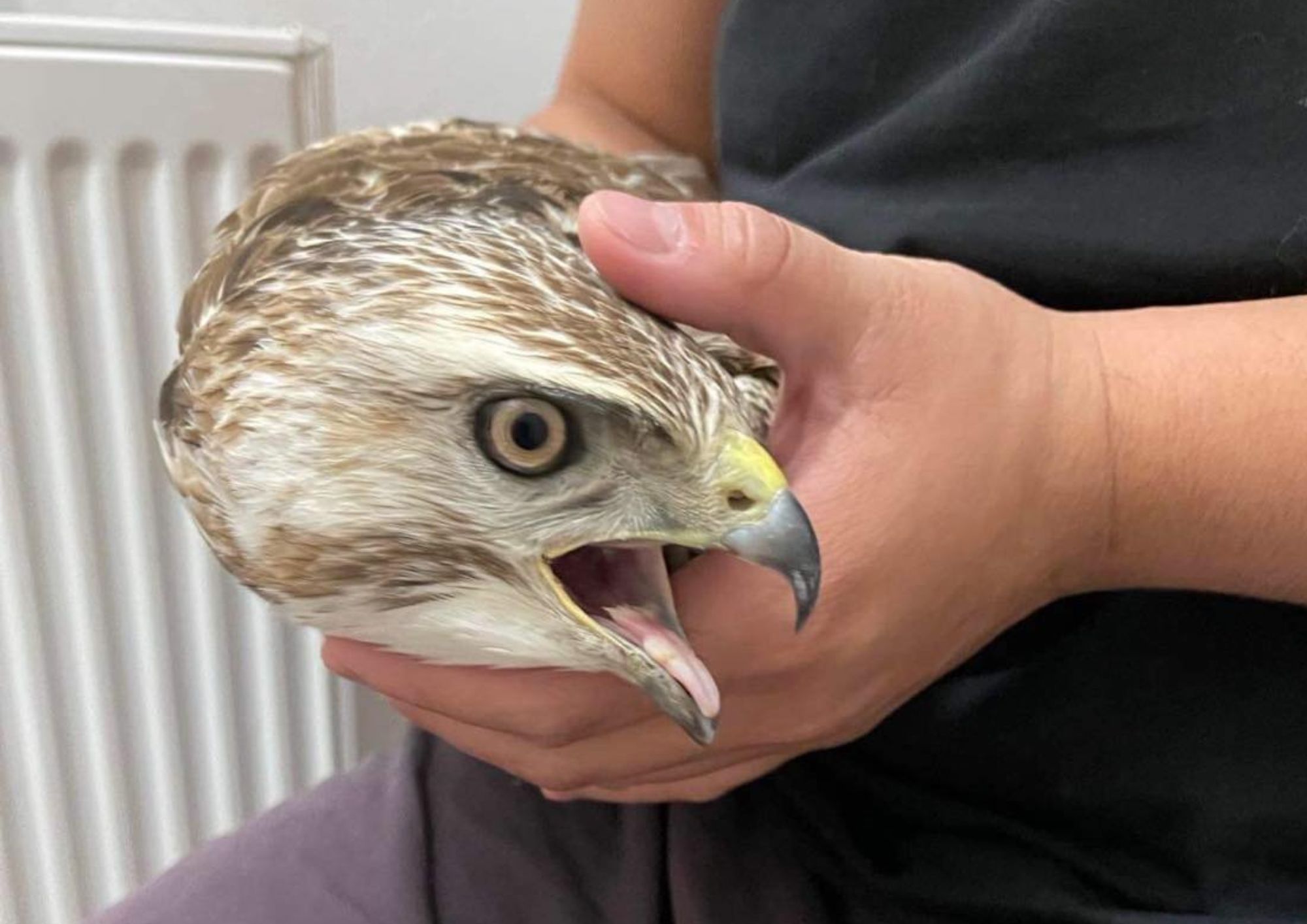 Brian the buzzard is rescued in the street (and now he's living with ...