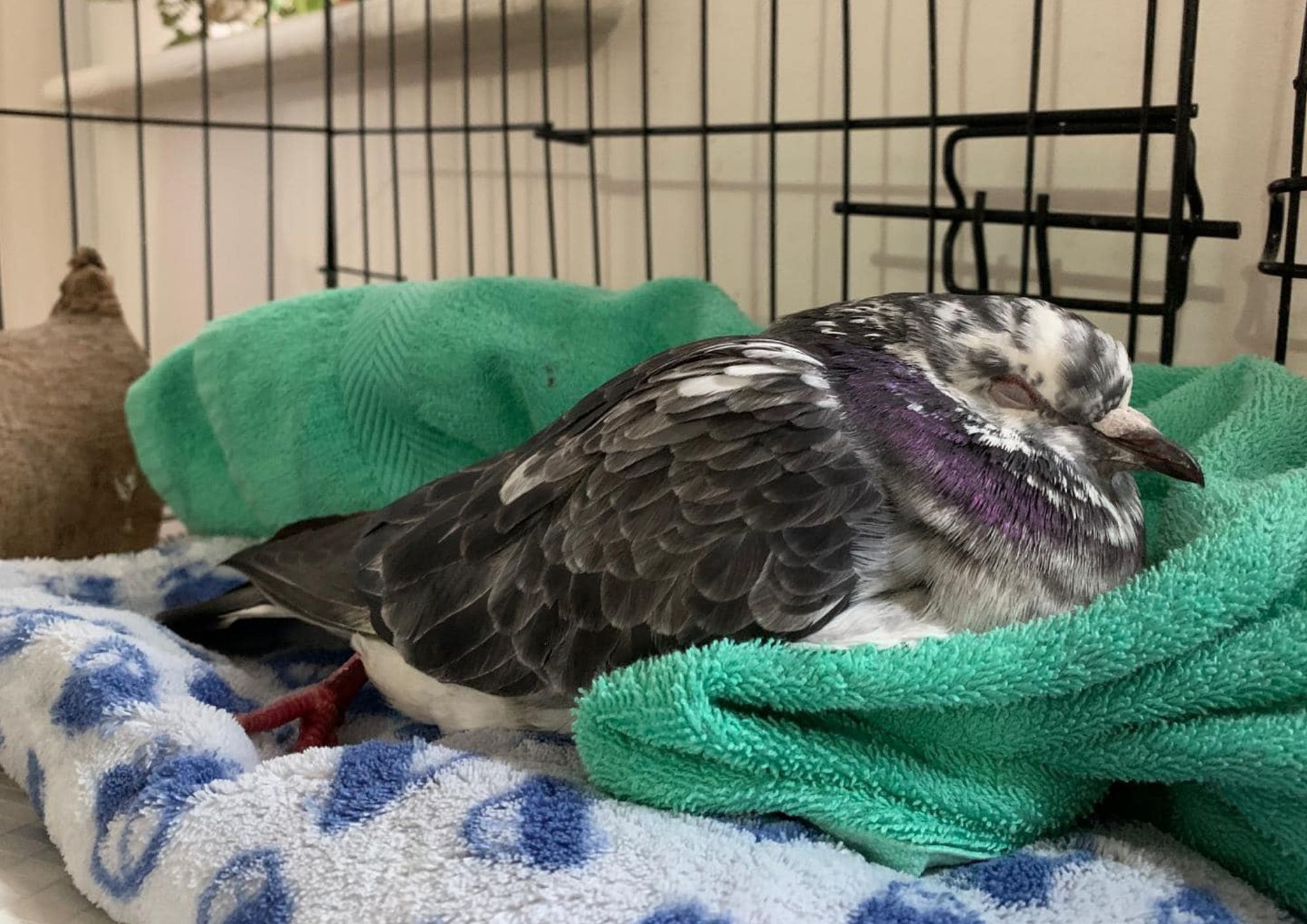 Firefighters rescue tangled-up pigeon | Camden New Journal