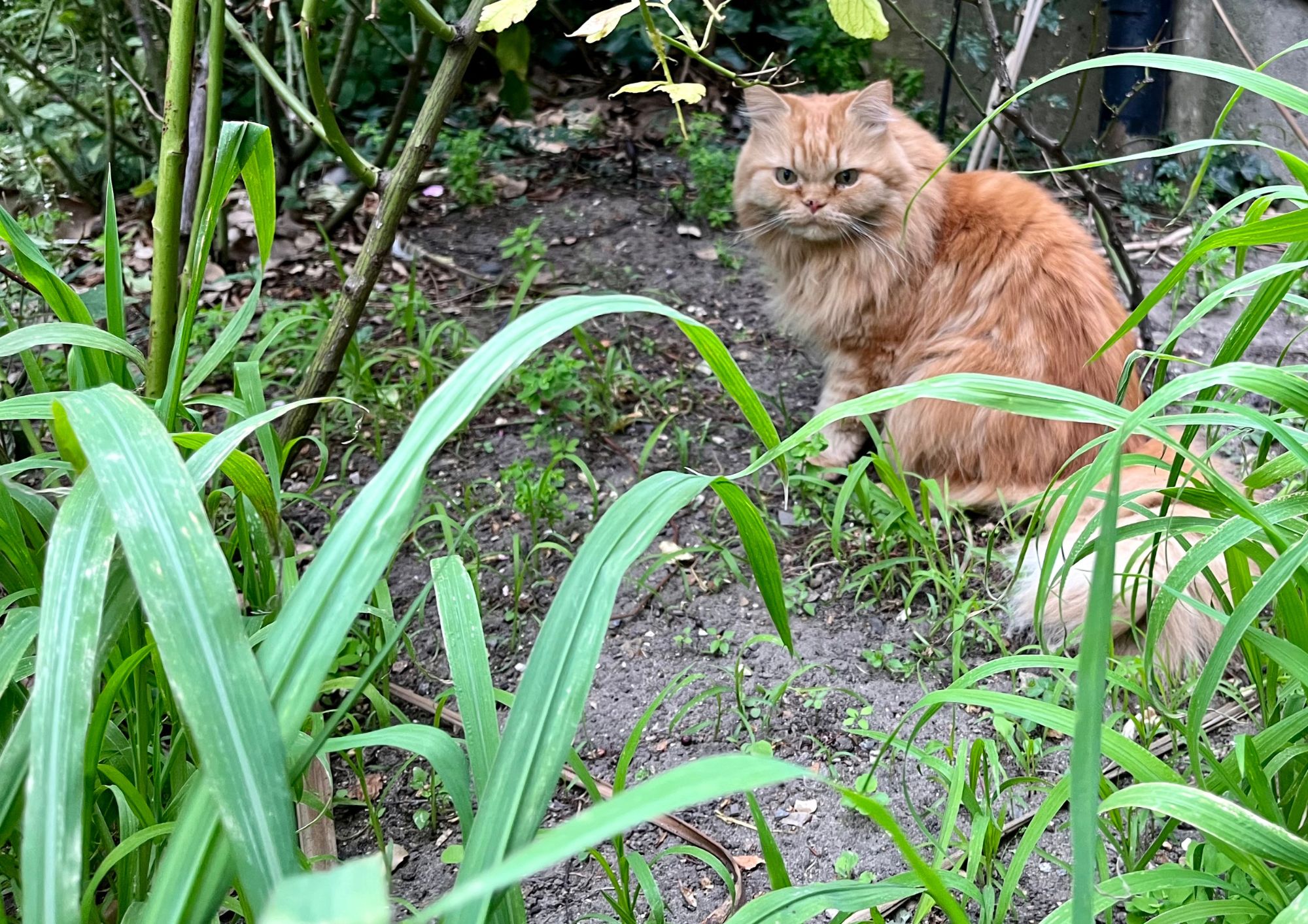 Kit-and-run: Devastated owner says drivers who run over cats should ...