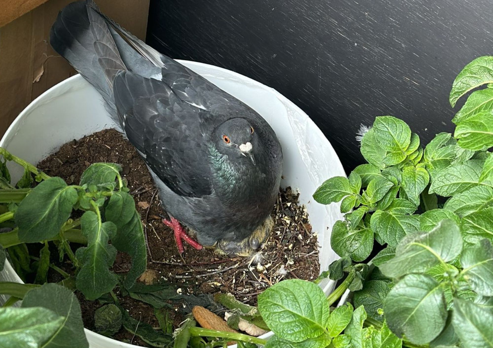Pigeons hatch among potato plants | Camden New Journal