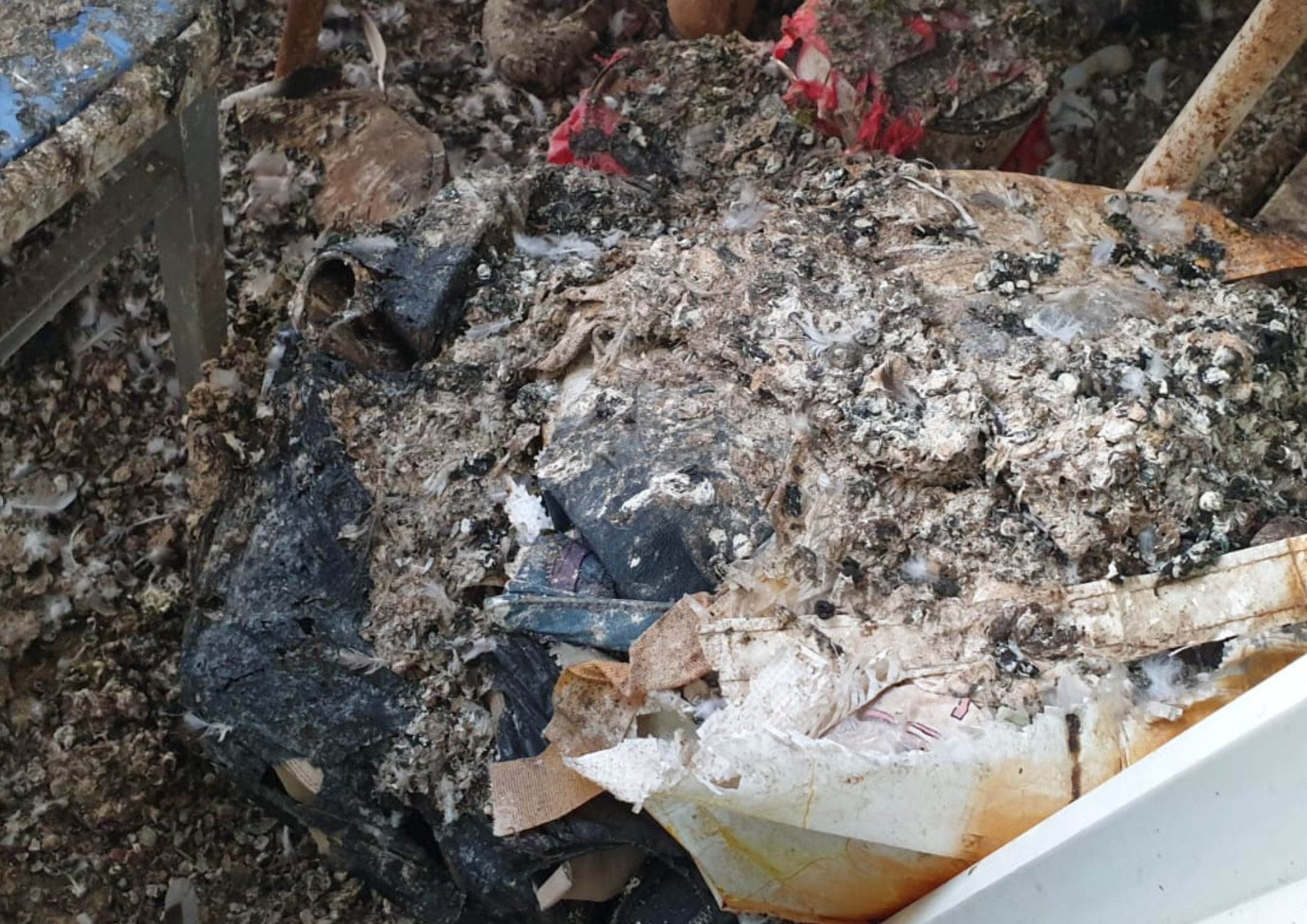 ‘I won’t pay a penny more rent until my balcony’s pigeon poo problem is ...