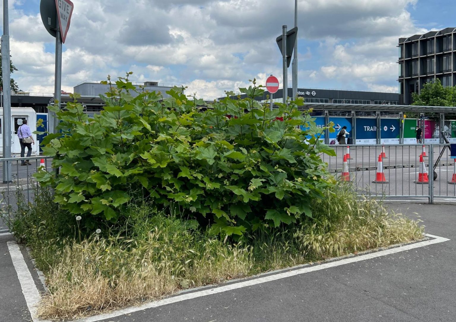Trees cut down for stalled HS2 works fight back | Camden New Journal