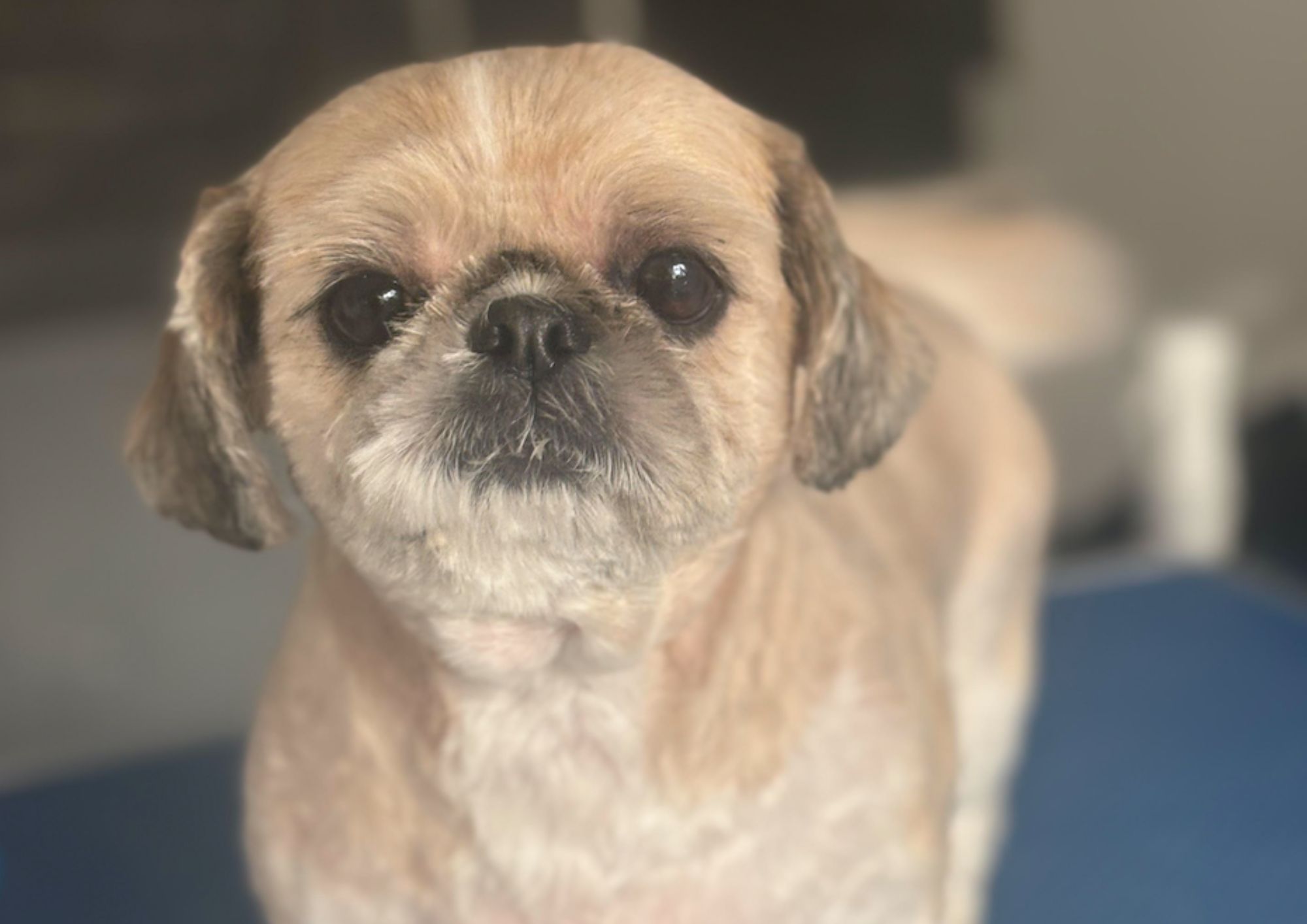 John Gulliver: Dogs, cats – and lions of Lismore Circus | Camden New ...