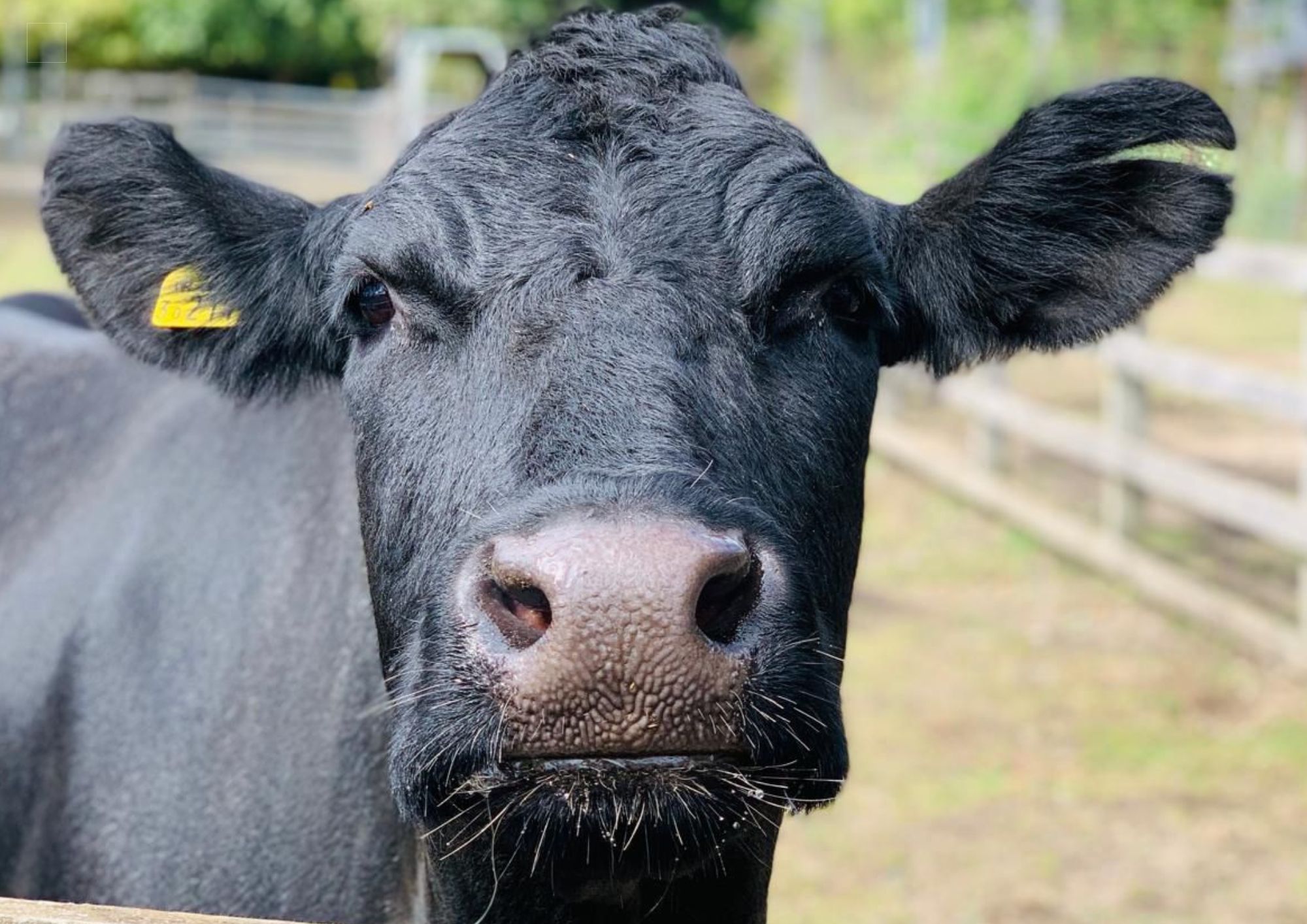 Special birthday moo-moment for 15-year-old Shirley | Camden New Journal